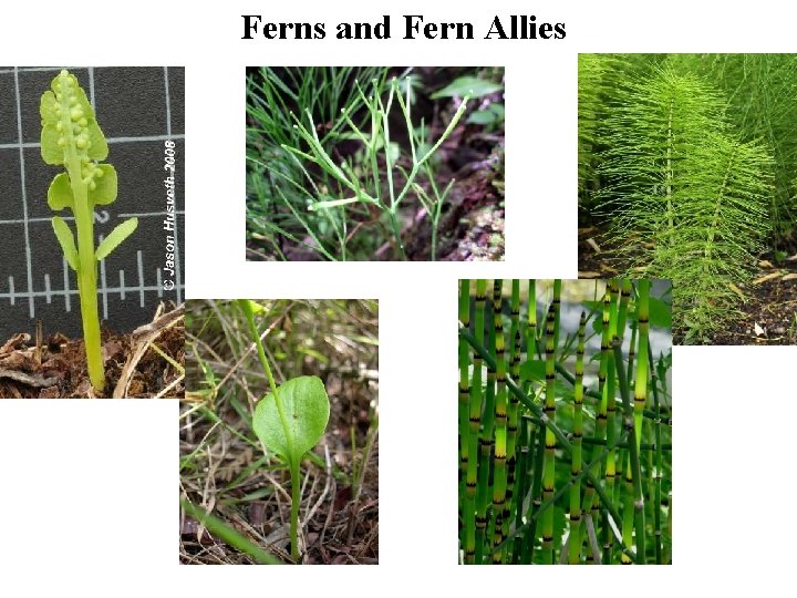 Ferns and Fern Allies Ferns and Fern Allies