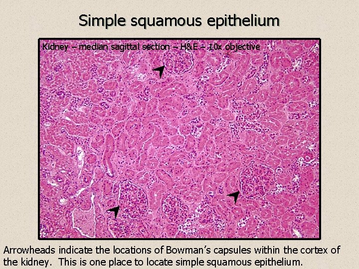 HISTOLOGY REVIEW Epithelia Dr Tim Ballard Department of