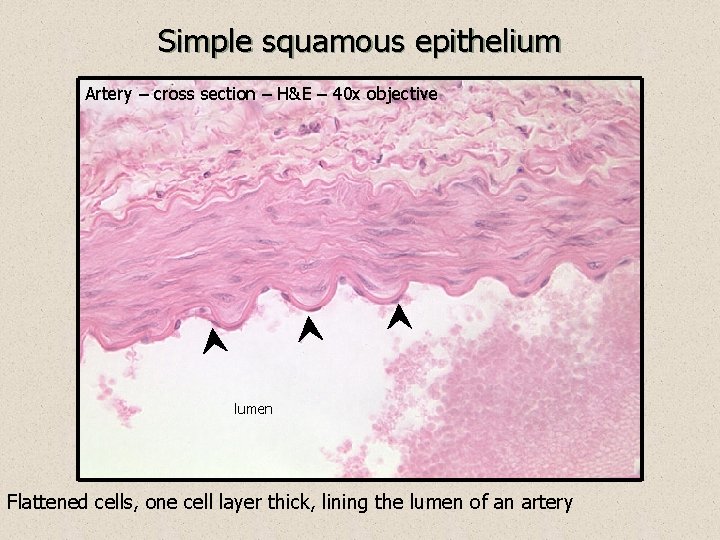 HISTOLOGY REVIEW Epithelia Dr Tim Ballard Department of