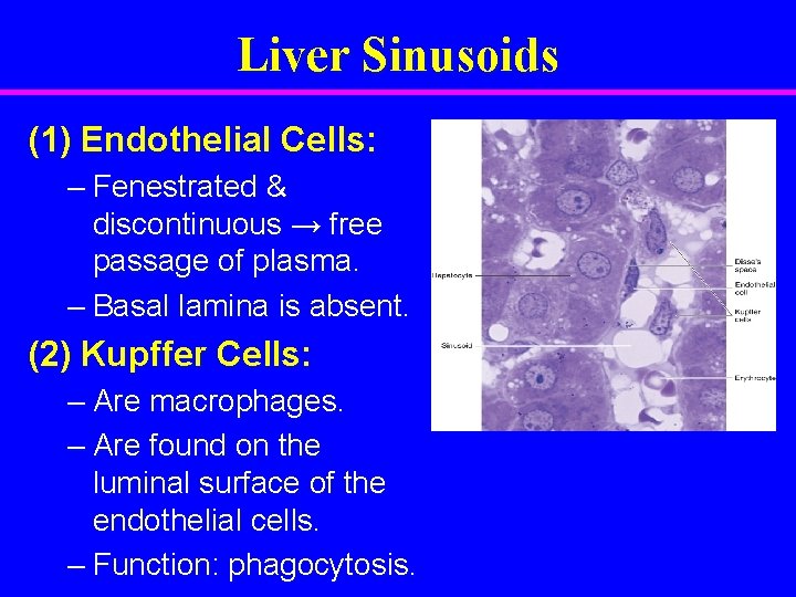 LIVER PANCREAS SPLEEN Objectives By the end of