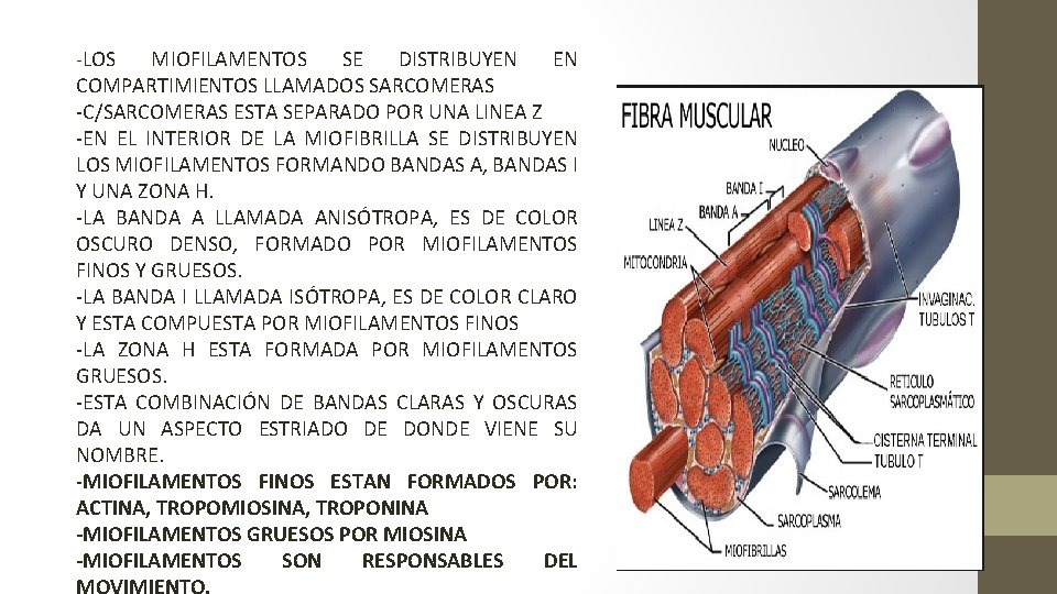 SISTEMA MUSCULAR CN A 5 4 1 Explorar