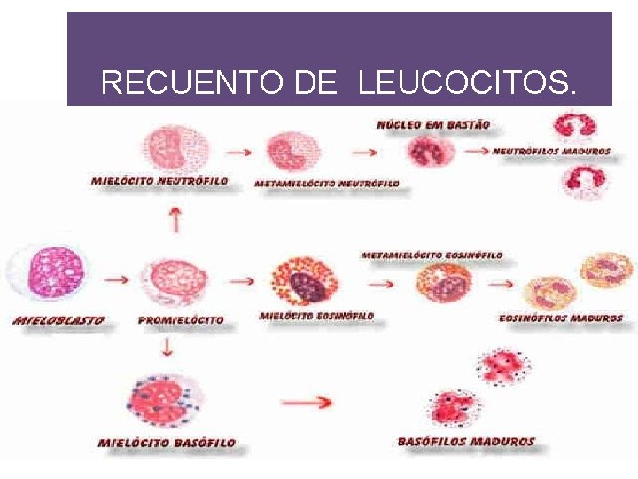 Glbulos rojos Se estudia en la muestra Su