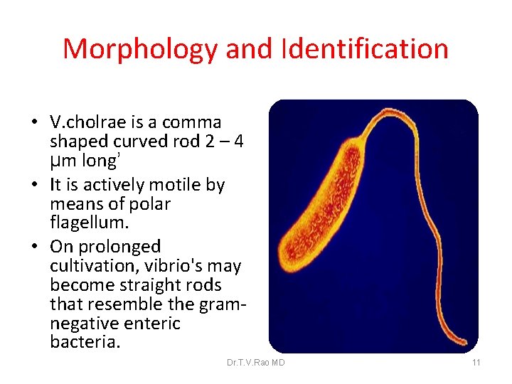 Vibrio cholerae update Dr T V Rao MD