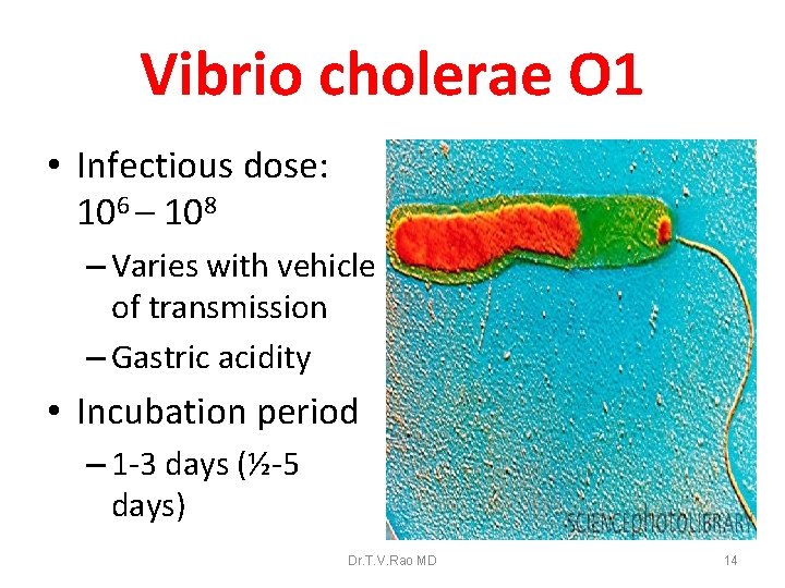 Vibrio cholerae update Dr T V Rao MD