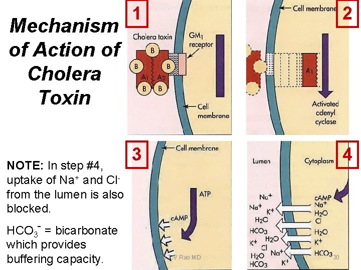 Vibrio cholerae update Dr T V Rao MD