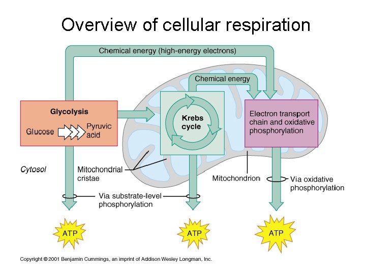 Metabolism Chapter 25 An Introduction to Cellular Metabolism