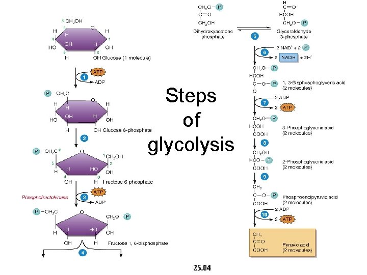 Metabolism Chapter 25 An Introduction to Cellular Metabolism