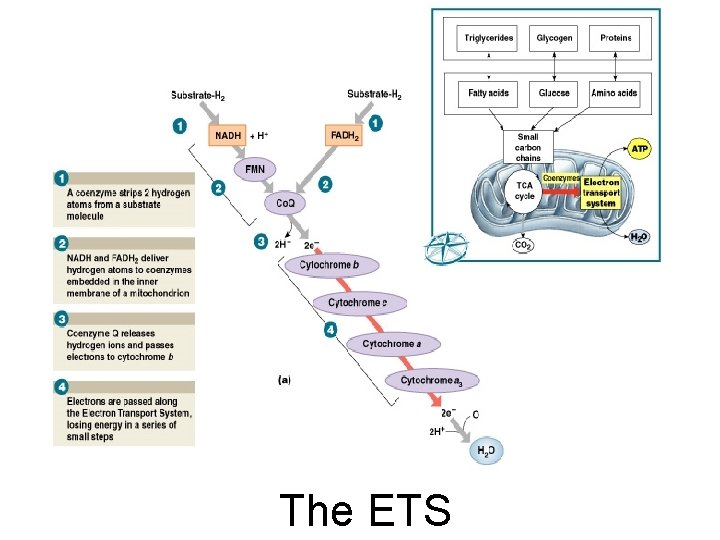 Metabolism Chapter 25 An Introduction to Cellular Metabolism