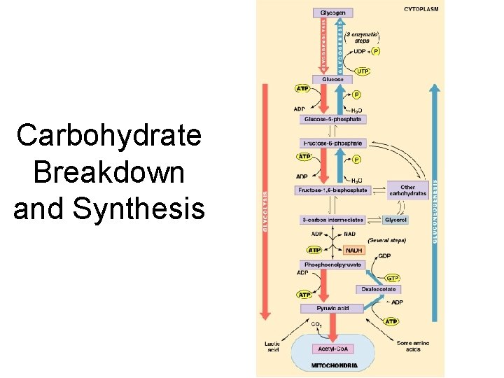 Metabolism Chapter 25 An Introduction to Cellular Metabolism