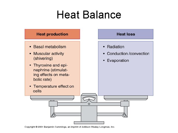 Metabolism Chapter 25 An Introduction to Cellular Metabolism