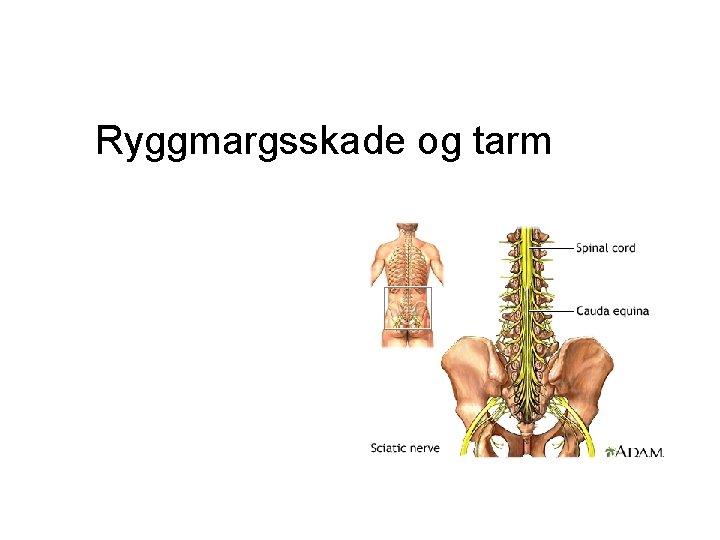 Ryggmargsskade og tarmfunksjon Jana Midelfart Hoff overlege Spinalenheten