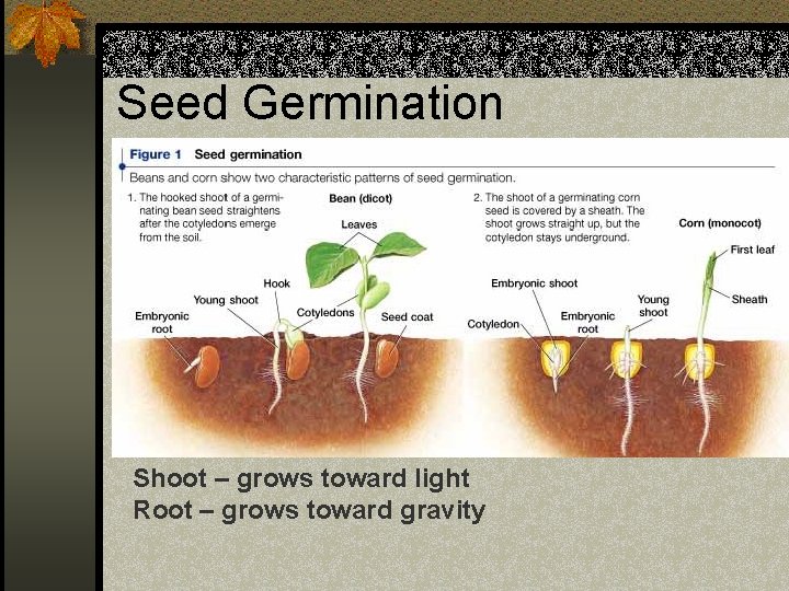 PLANT GROWTH DEVELOPMENT I Germination the process by