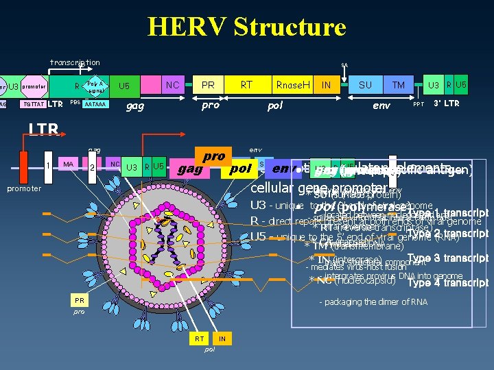 HERV Structure transcription SD U 3 er AG