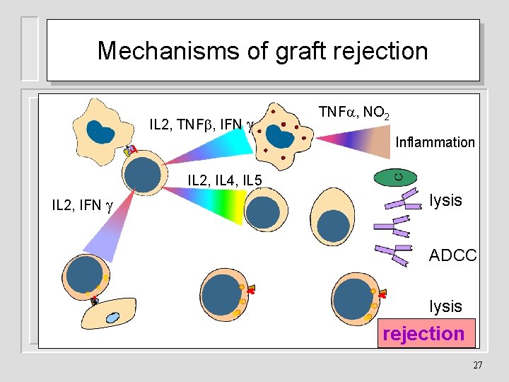 Major Histocompatibility Complex MHC What is MHC HLA