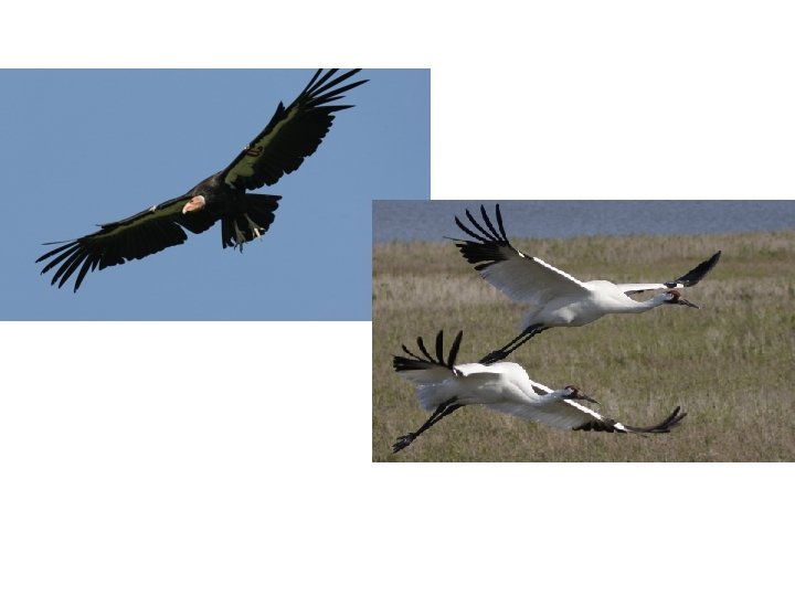 California Condor Fossils from Pleistocene Era 10 000