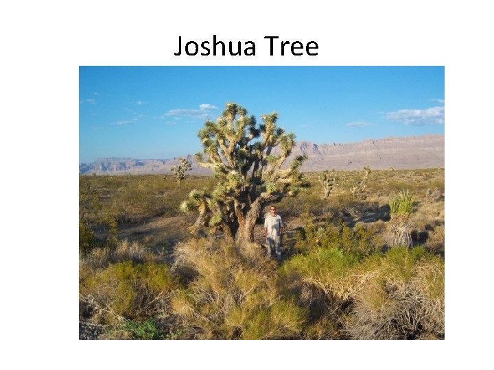California Condor Fossils from Pleistocene Era 10 000