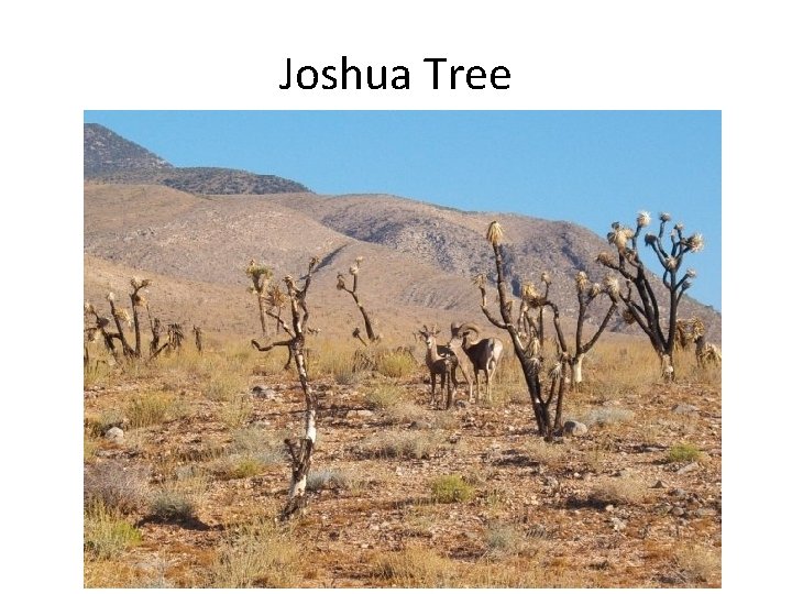 California Condor Fossils from Pleistocene Era 10 000