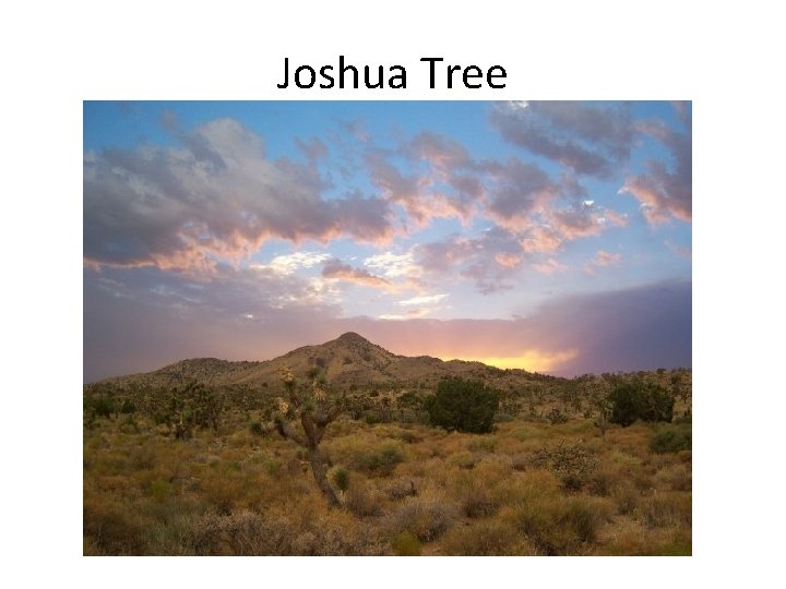 California Condor Fossils from Pleistocene Era 10 000