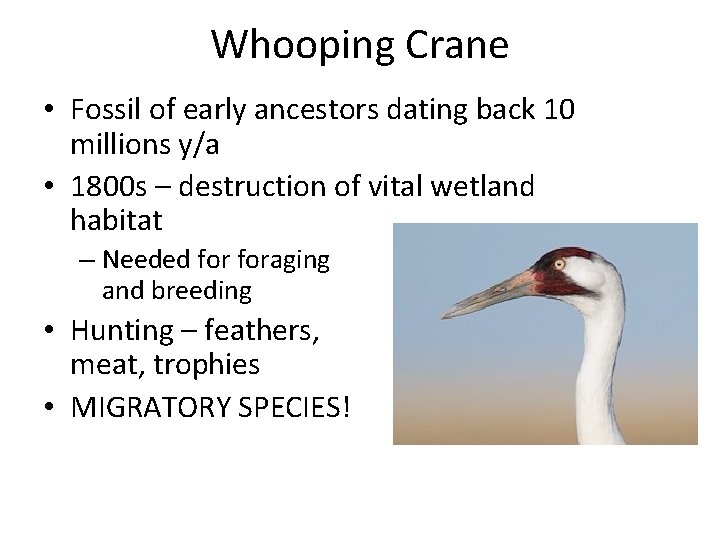 California Condor Fossils from Pleistocene Era 10 000