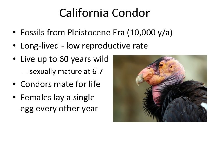 California Condor Fossils from Pleistocene Era 10 000