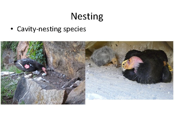 California Condor Fossils from Pleistocene Era 10 000