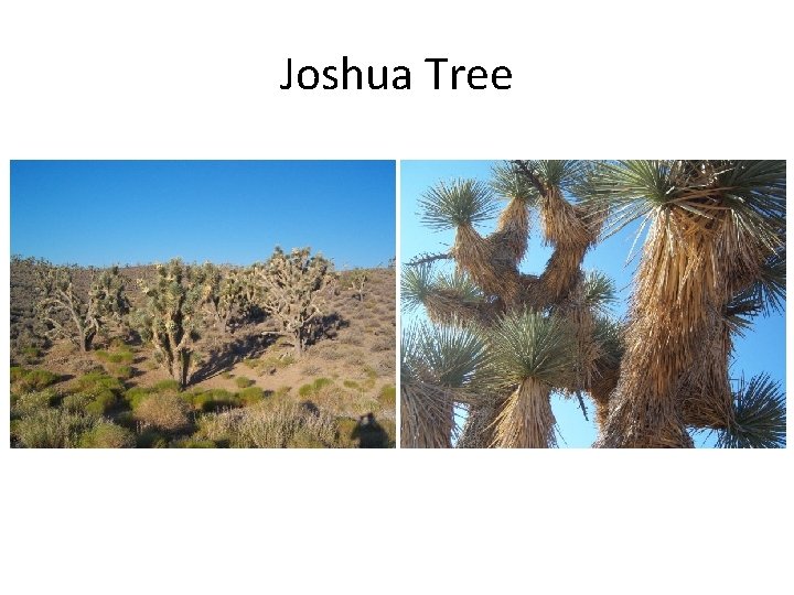 California Condor Fossils from Pleistocene Era 10 000