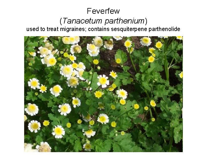 Basic terpene isoprenoid skeletons precursors Resource Chapter 5
