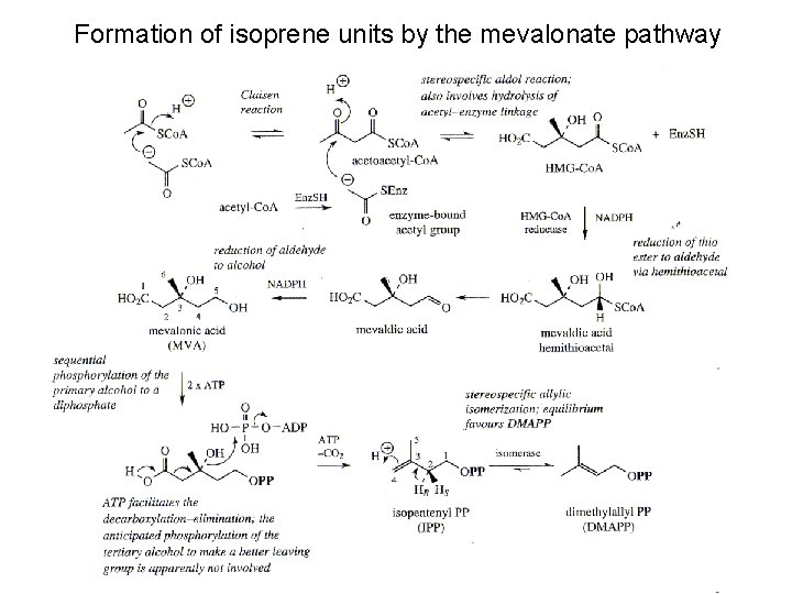 Basic terpene isoprenoid skeletons precursors Resource Chapter 5