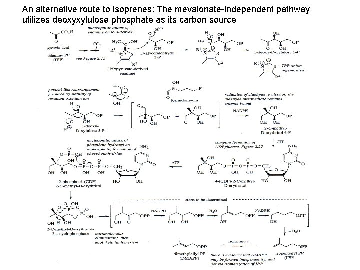 Basic terpene isoprenoid skeletons precursors Resource Chapter 5