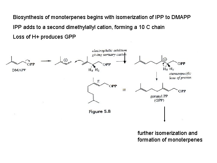 Basic terpene isoprenoid skeletons precursors Resource Chapter 5