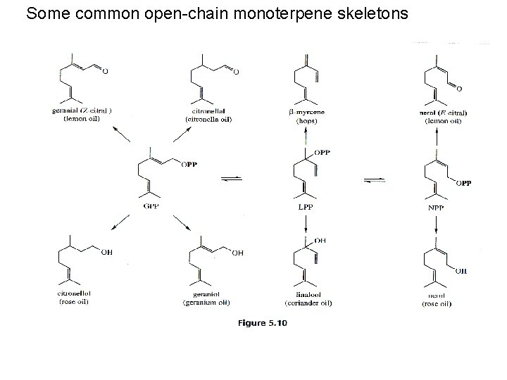Basic terpene isoprenoid skeletons precursors Resource Chapter 5