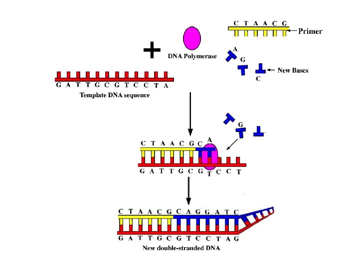 High Throughput Sequencing Methods and Concepts Cedric Notredame