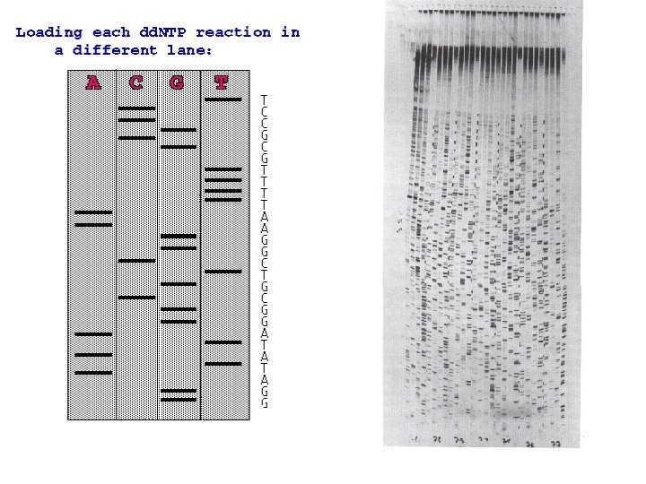High Throughput Sequencing Methods and Concepts Cedric Notredame