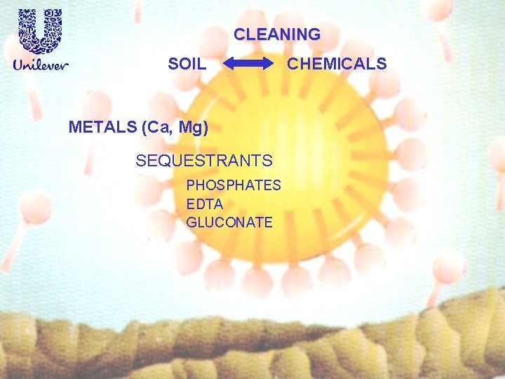 CLEANING AND SANITATION of PROCESSING EQUIPMENT Huub Lelieveld