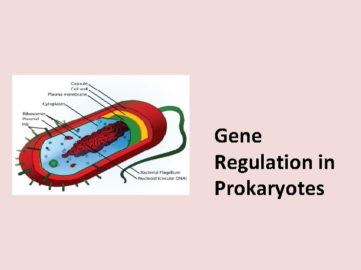 Gene Regulation Gene Regulation in Prokaryotes TERMINOLOGIES Induction