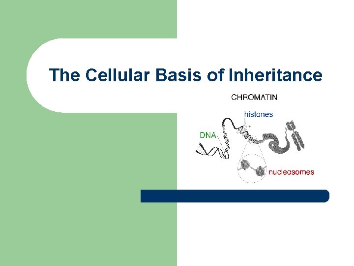The Cellular Basis of Inheritance Repair and Growth