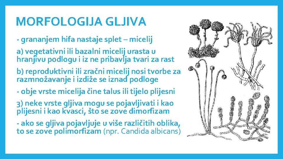 3 MORFOLOGIJA MIKROORGANIZAMA Medicinska kola u Rijeci III5