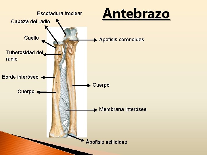 Miembro Superior I Marianela Castro Osteologa de Miembro