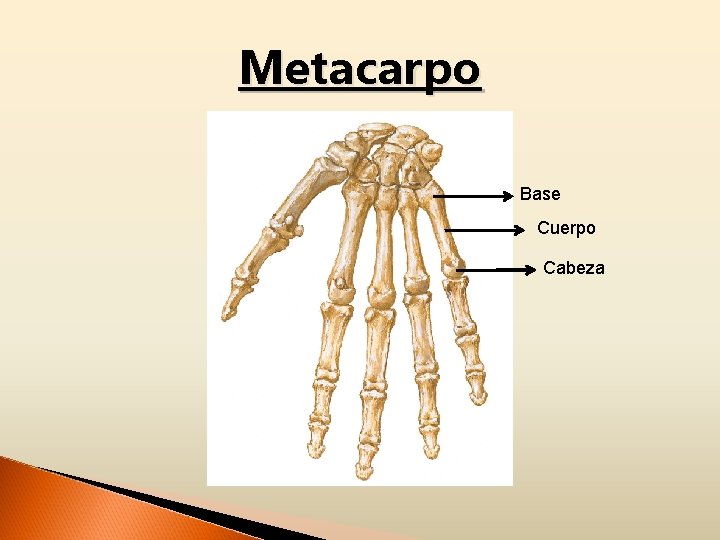 Miembro Superior I Marianela Castro Osteologa de Miembro