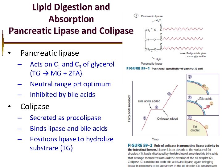 GI PHYSIOLOGY Digestion and Absorption Proteins and Lipids