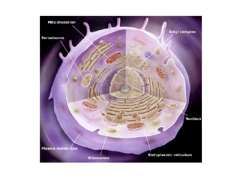 Cells Anatomy Physiology Mackenzie at 4 years old