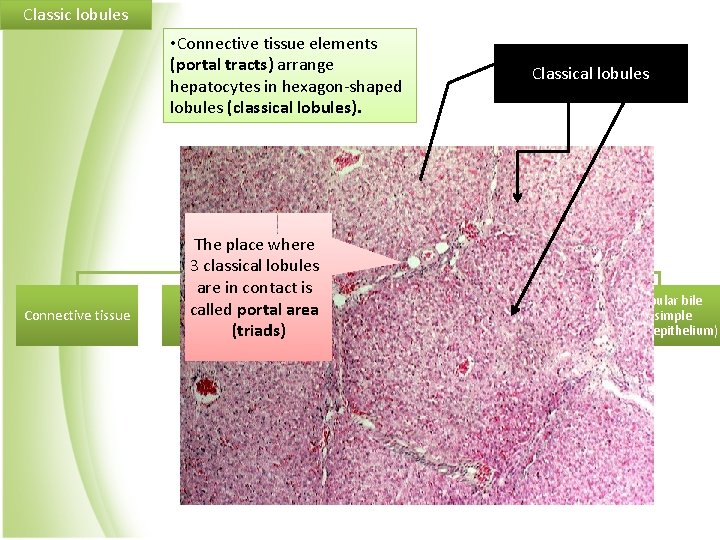 Pancreas Liver and gallbladder Metallic 0 Mind Pancreas