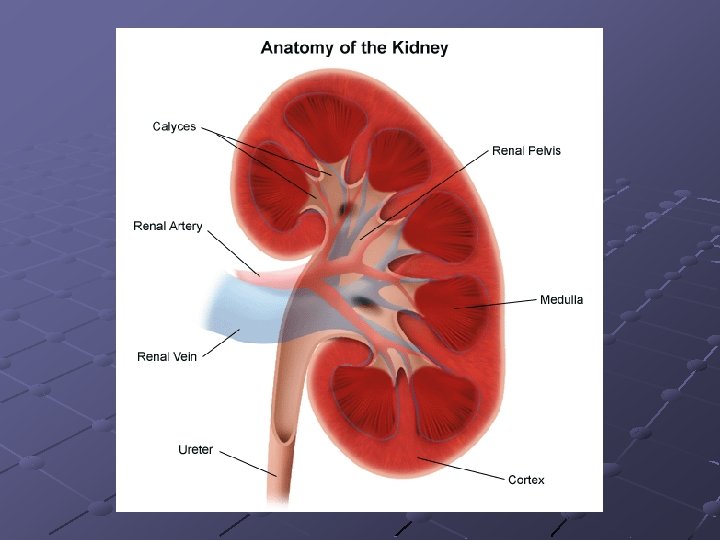 Anatomie ledvin a vvodnch cest moovch Radiodiagnostika ledvin