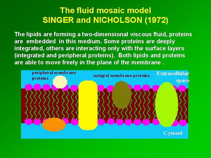 II INTERNAL ORGANIZATION OF EUKARYOTIC CELLS Structure of