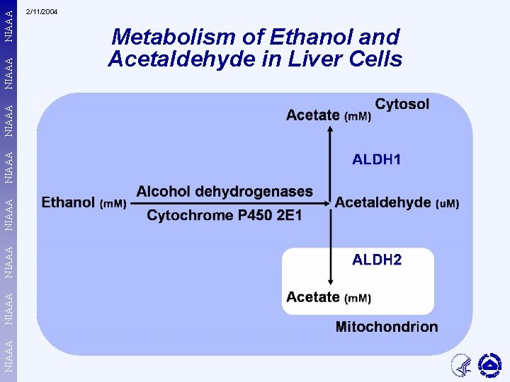 NIAAA NIAAA 2112004 Alcohol Research Understanding the Developmental