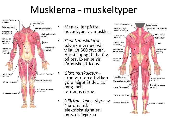 Musklerna Ca 50 av kroppsvikten Musklerna muskeltyper Man