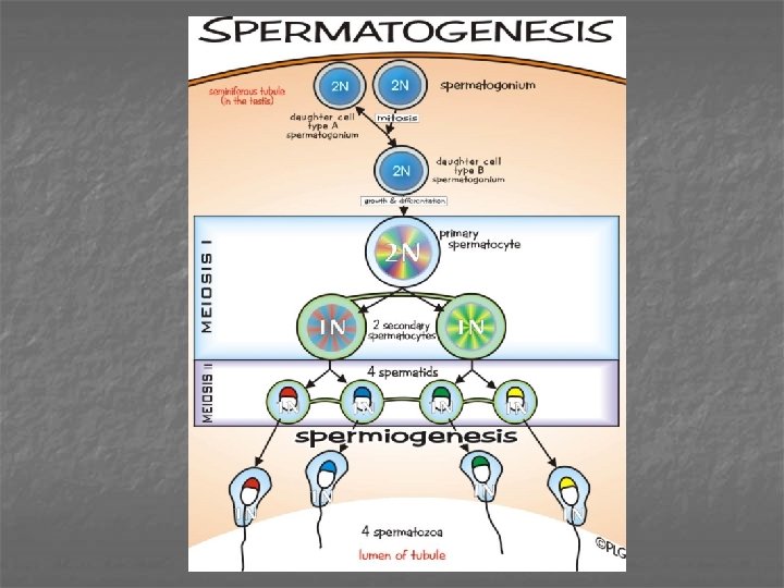 Gametogenesis A Spermatogenesis n Spermatogenesis Spermatositogenesis ...