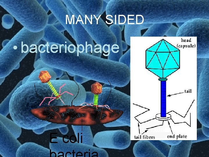 Bell ringer 1 What is a bacteriophage 2