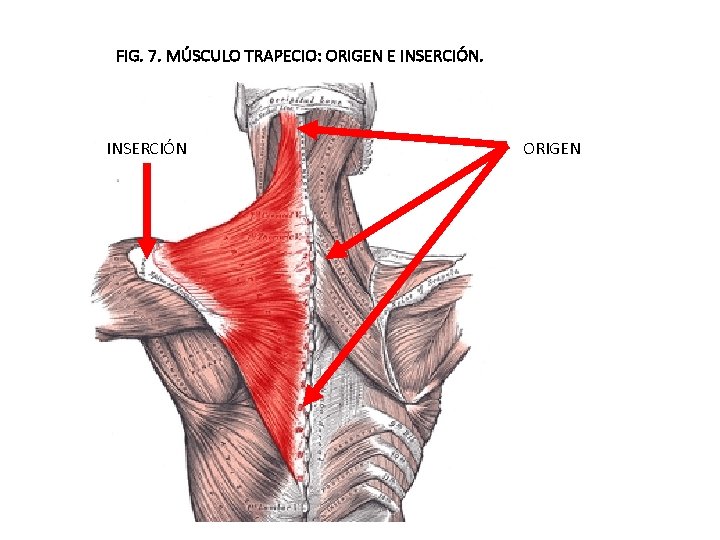 UNIVERSIDAD AUTNOMA DEL ESTADO DE MXICO FACULTAD DE