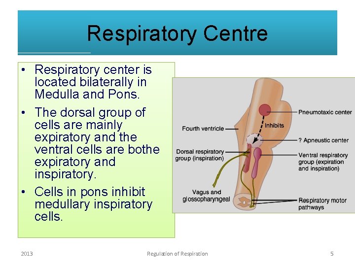 Regulation of Respiration Prof K Sivapalan Introduction Respiration